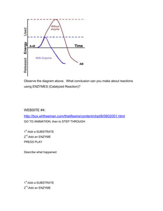 Ap biology enzyme webquest | DOC | Endocrine and Metabolic Diseases ...
