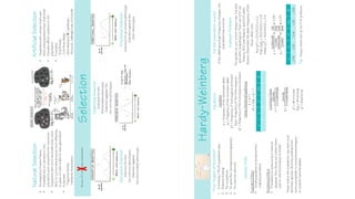 ap_biology_review_one_pagers -AP biology | PDF