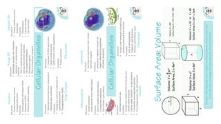 ap_biology_review_one_pagers -AP biology | PDF