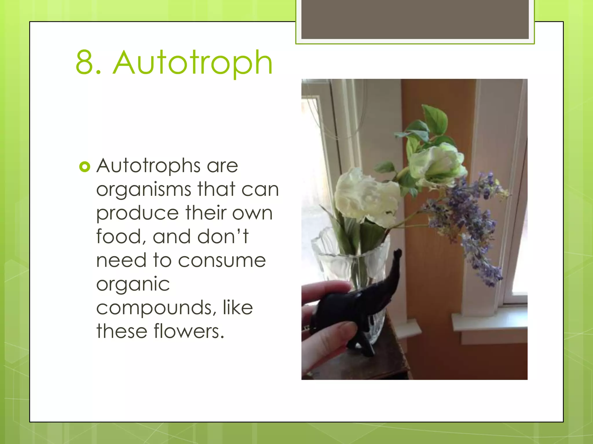 Ap Biology Scavenger Hunt power point | PPTX | Gardening | Home & Garden