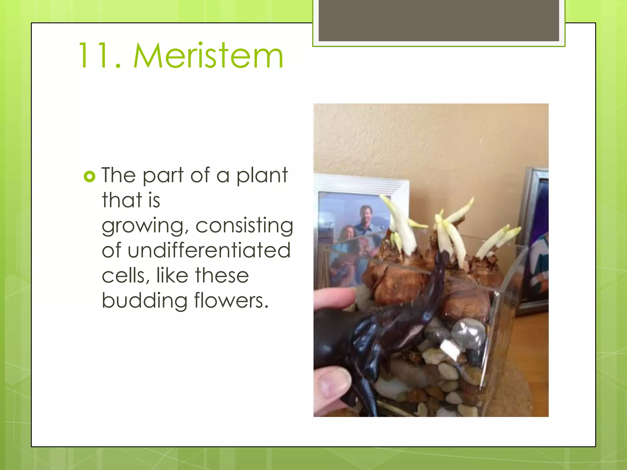 Ap Biology Scavenger Hunt power point | PPTX | Gardening | Home & Garden