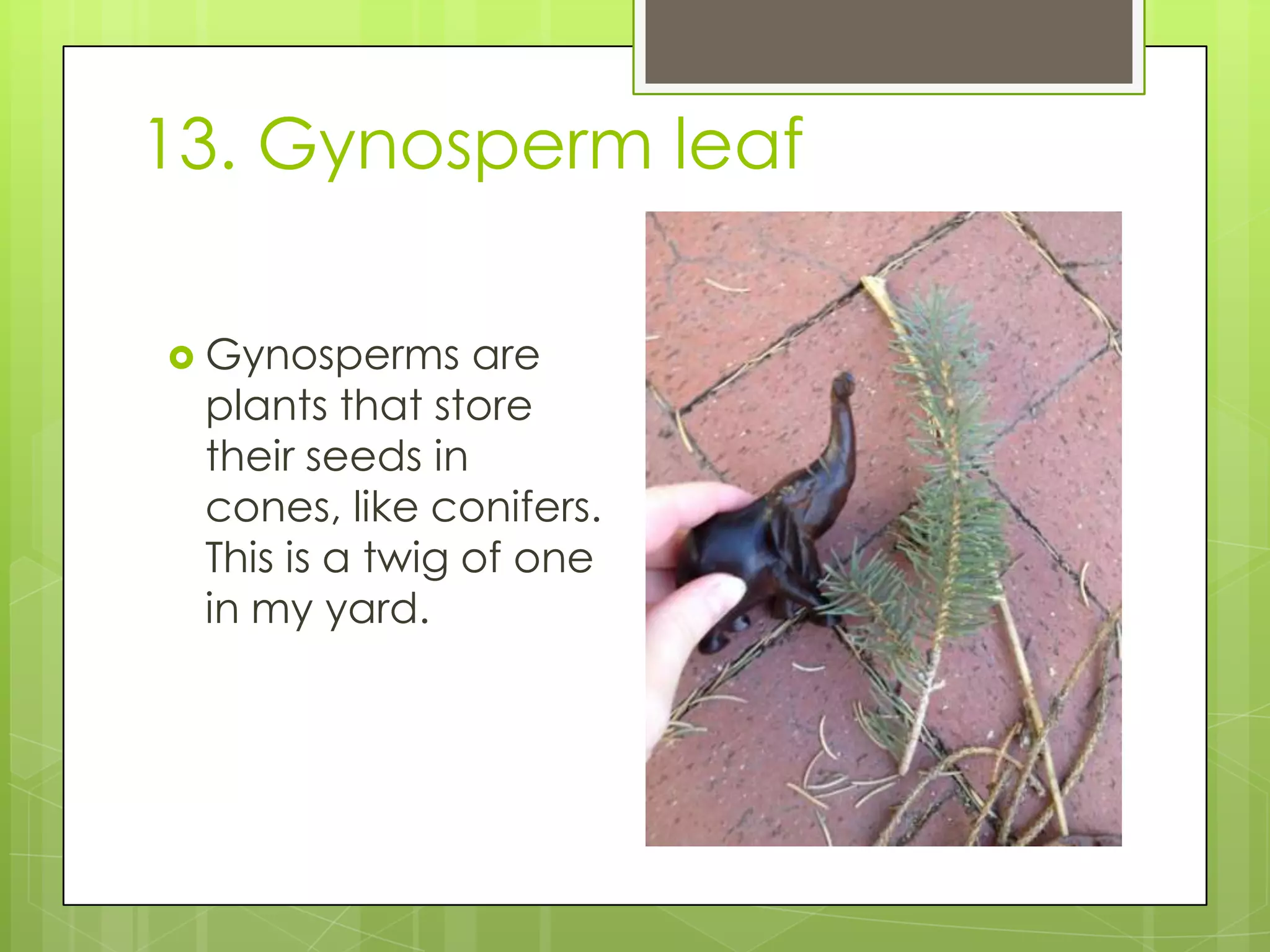 Ap Biology Scavenger Hunt Power Point Ppt