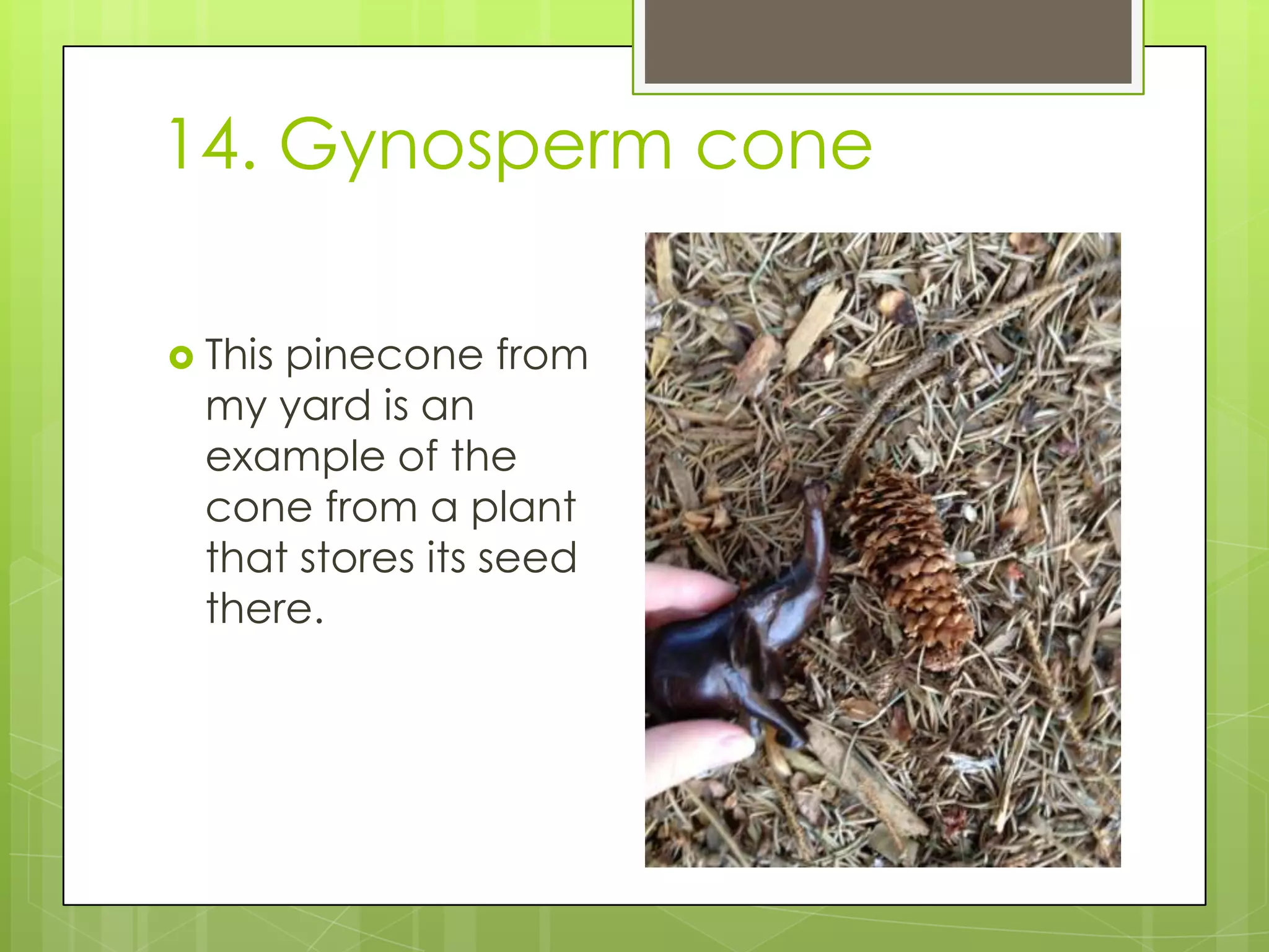 Ap Biology Scavenger Hunt power point | PPTX | Gardening | Home & Garden