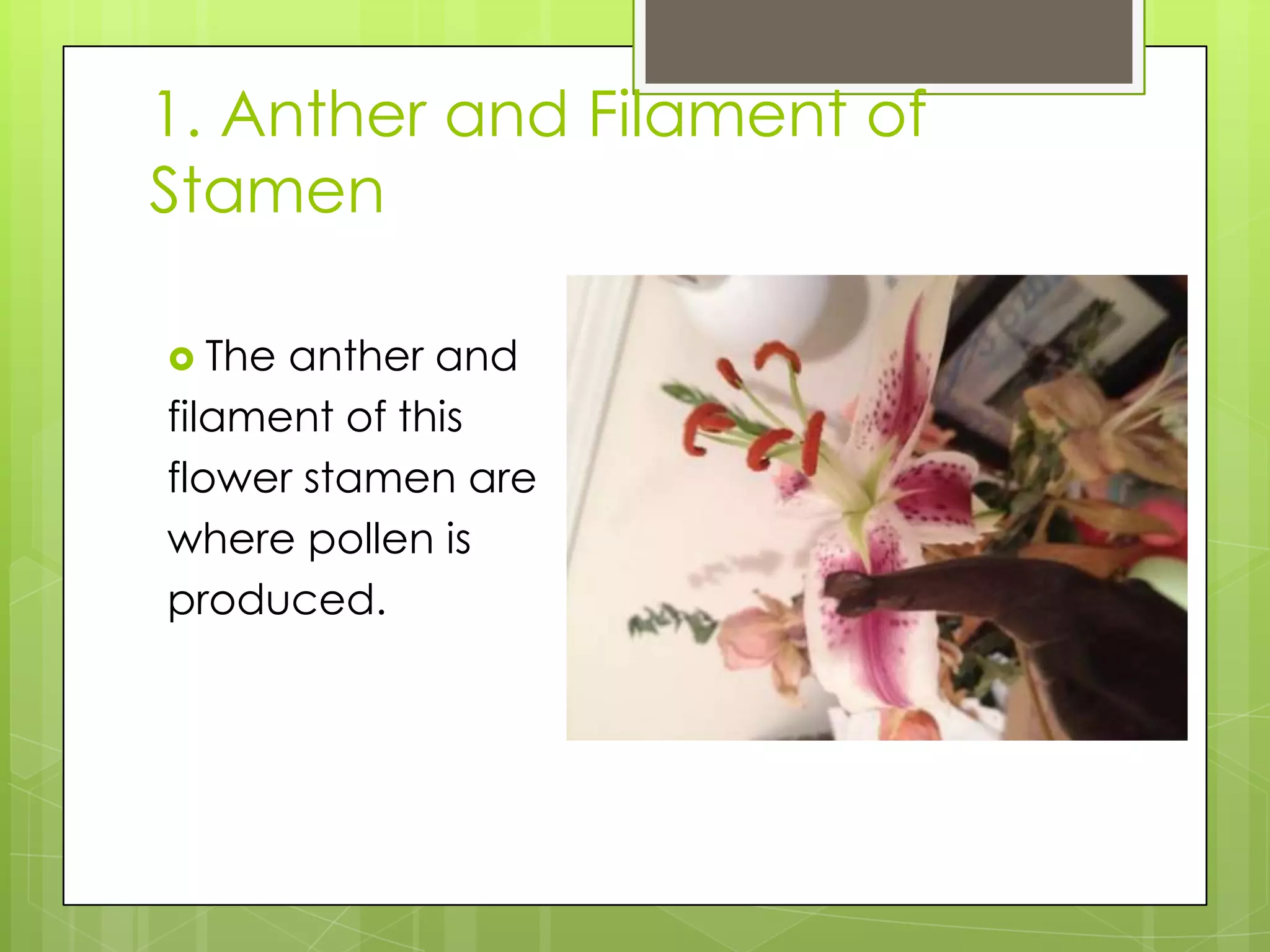 Ap Biology Scavenger Hunt power point | PPTX | Gardening | Home & Garden