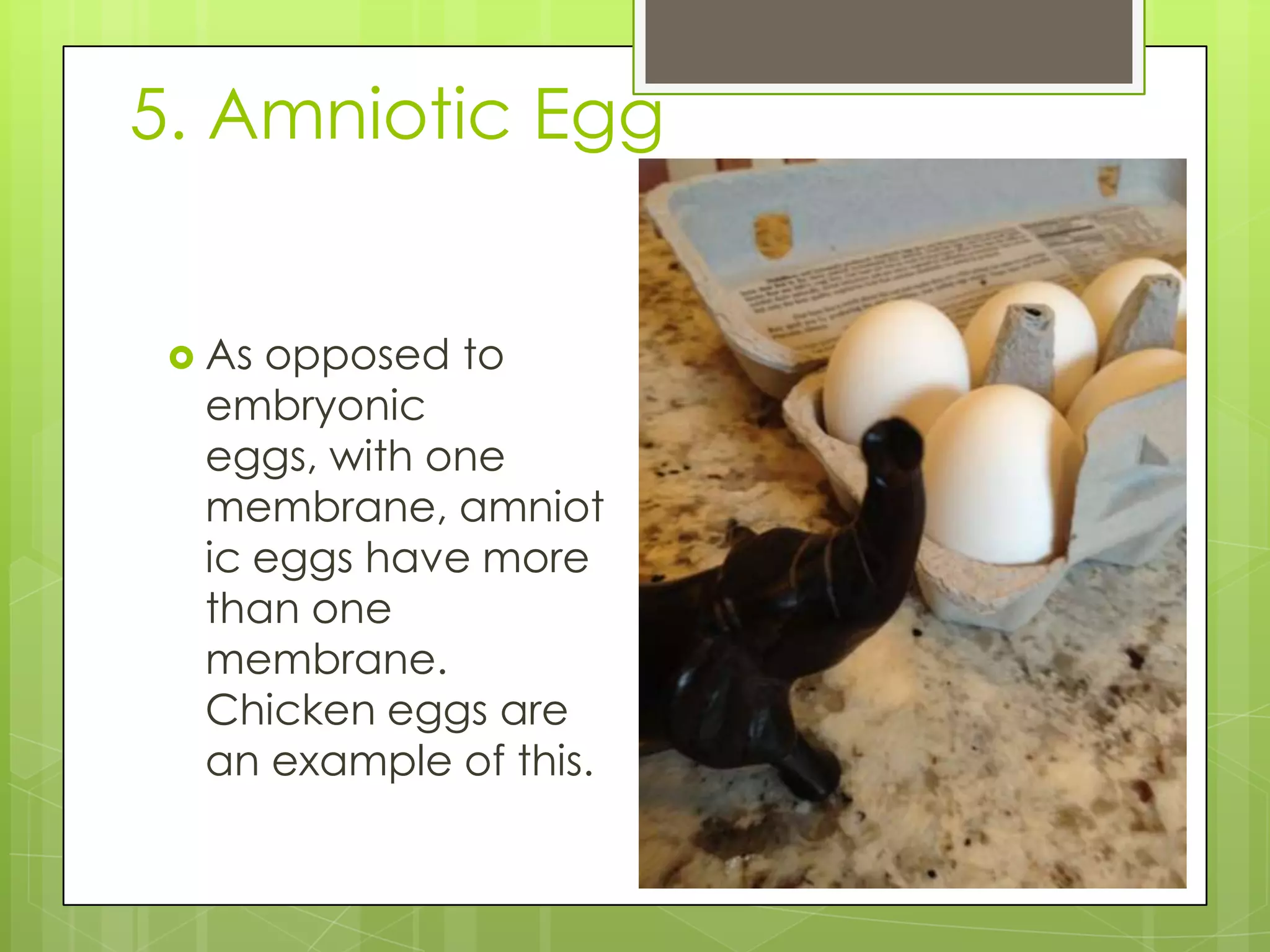 Ap Biology Scavenger Hunt power point | PPTX | Gardening | Home & Garden