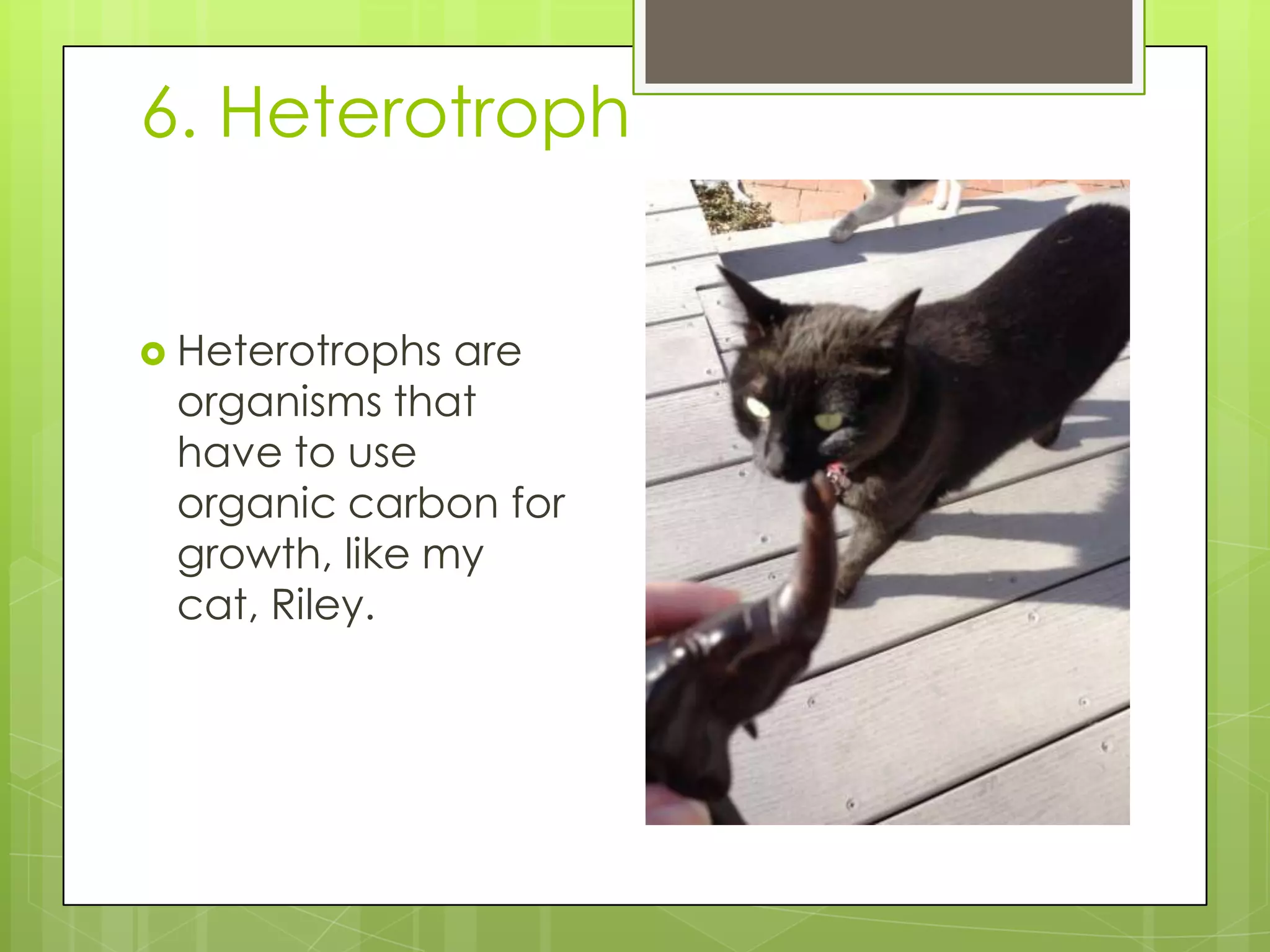 Ap Biology Scavenger Hunt power point | PPT