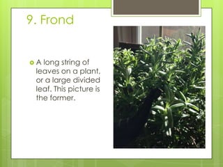 Ap Biology Scavenger Hunt power point | PPTX | Gardening | Home & Garden