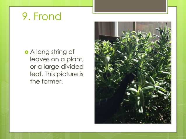 Ap Biology Scavenger Hunt power point | PPT