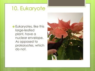 Ap Biology Scavenger Hunt power point | PPTX