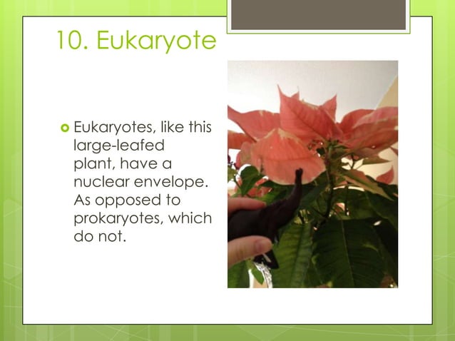 Ap Biology Scavenger Hunt power point | PPT