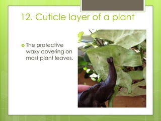 Ap Biology Scavenger Hunt power point | PPTX