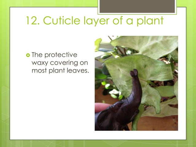 Ap Biology Scavenger Hunt power point | PPT