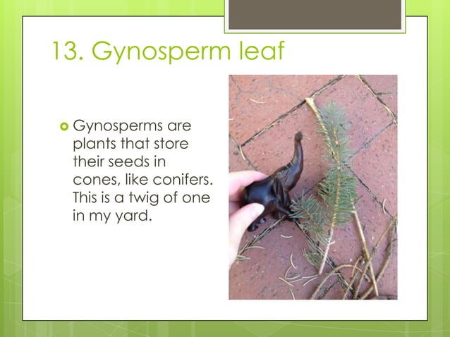 Ap Biology Scavenger Hunt power point | PPT