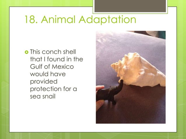 Ap Biology Scavenger Hunt power point | PPT