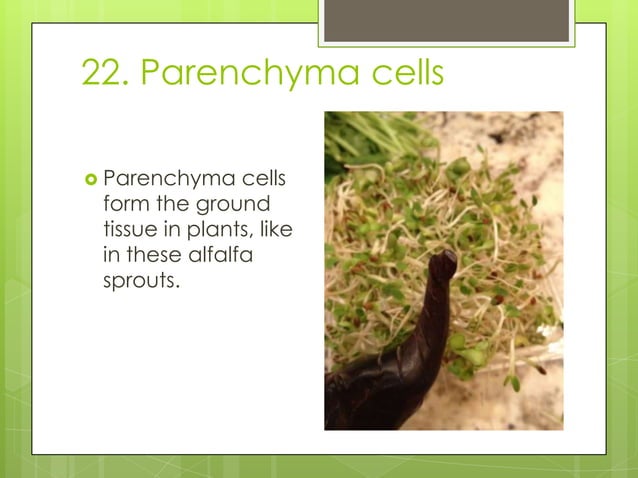 Ap Biology Scavenger Hunt power point | PPT