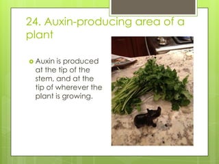 Ap Biology Scavenger Hunt power point | PPTX