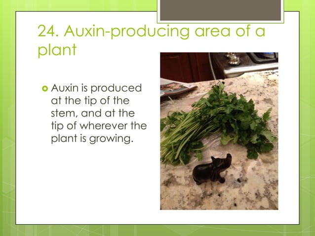 Ap Biology Scavenger Hunt power point | PPT