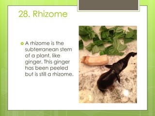 Ap Biology Scavenger Hunt power point | PPT