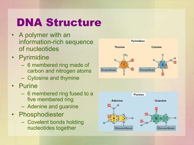 AP BIO MACROMOLECULES Chapter 5 review.ppt