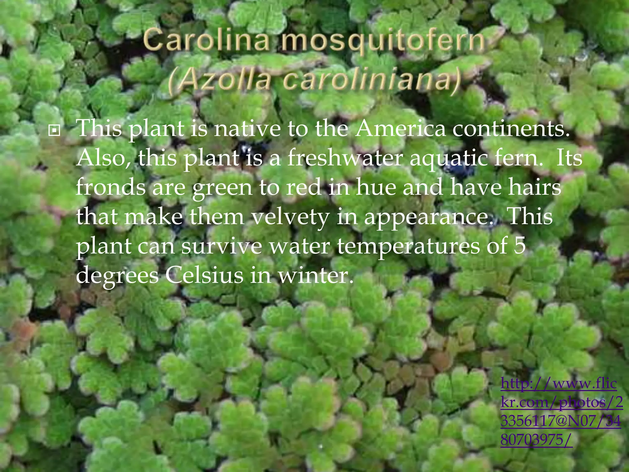 Examples of Plants | PPT