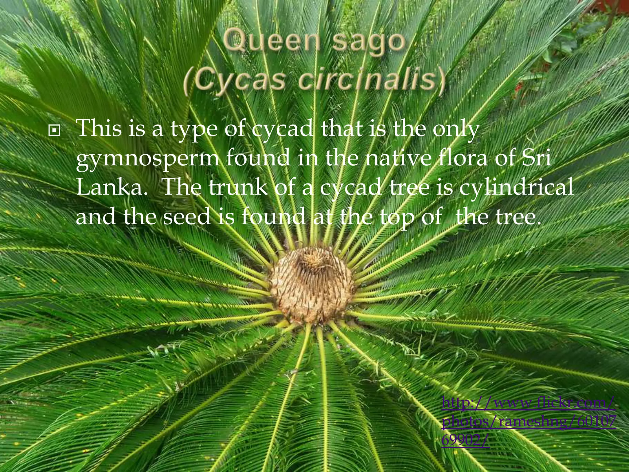 Examples of Plants | PPT