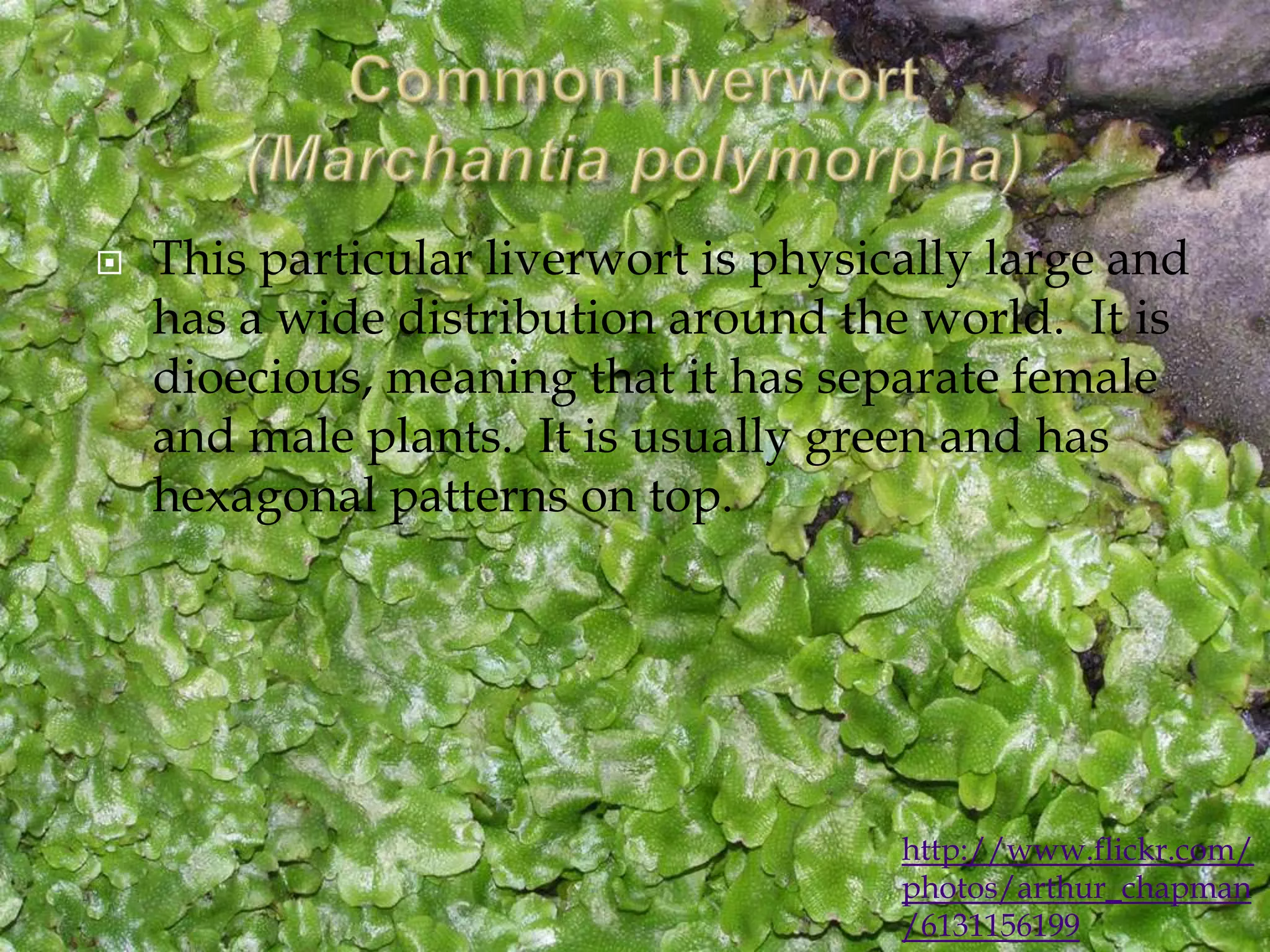 Examples of Plants | PPT