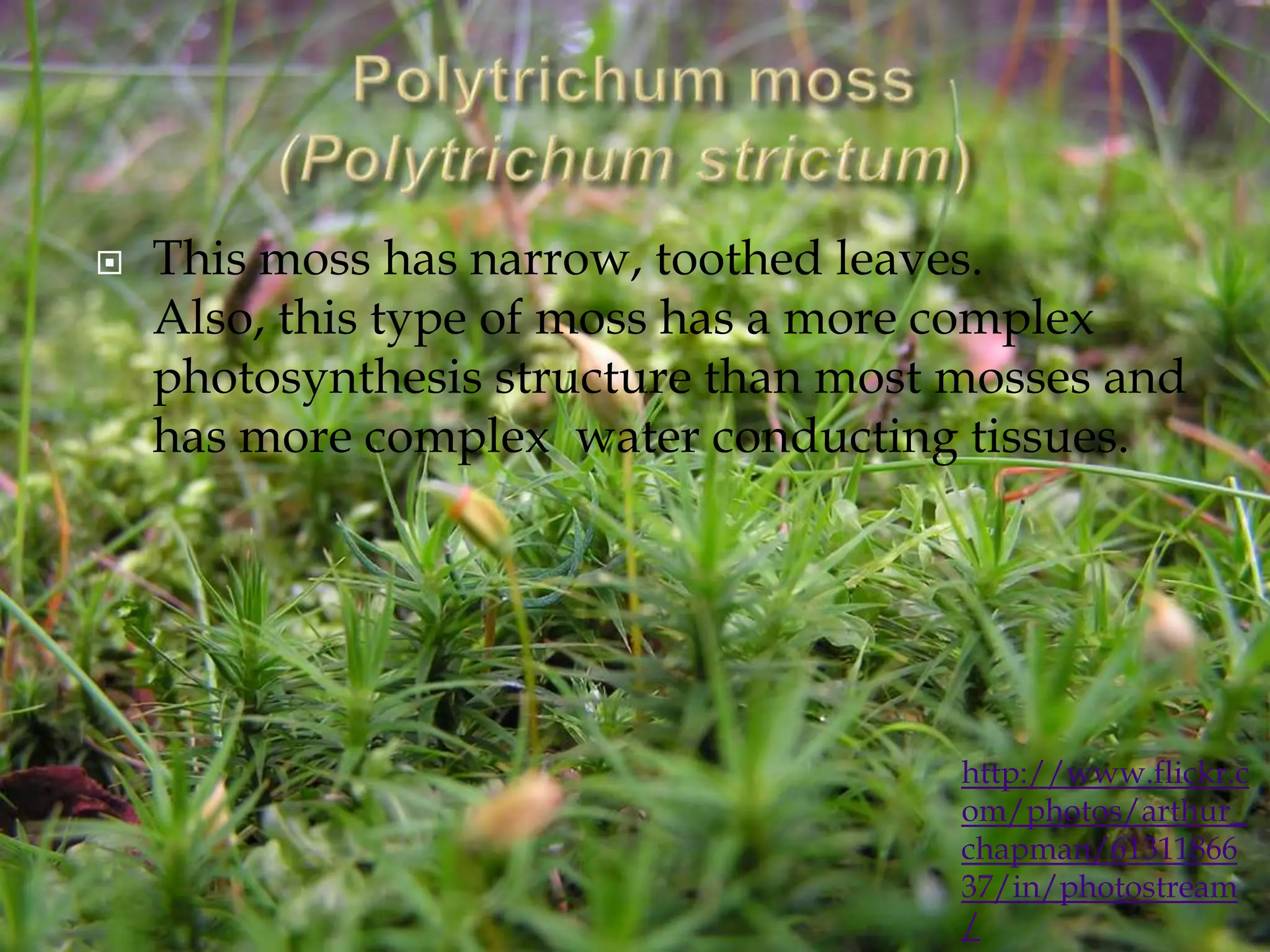 Examples of Plants | PPT