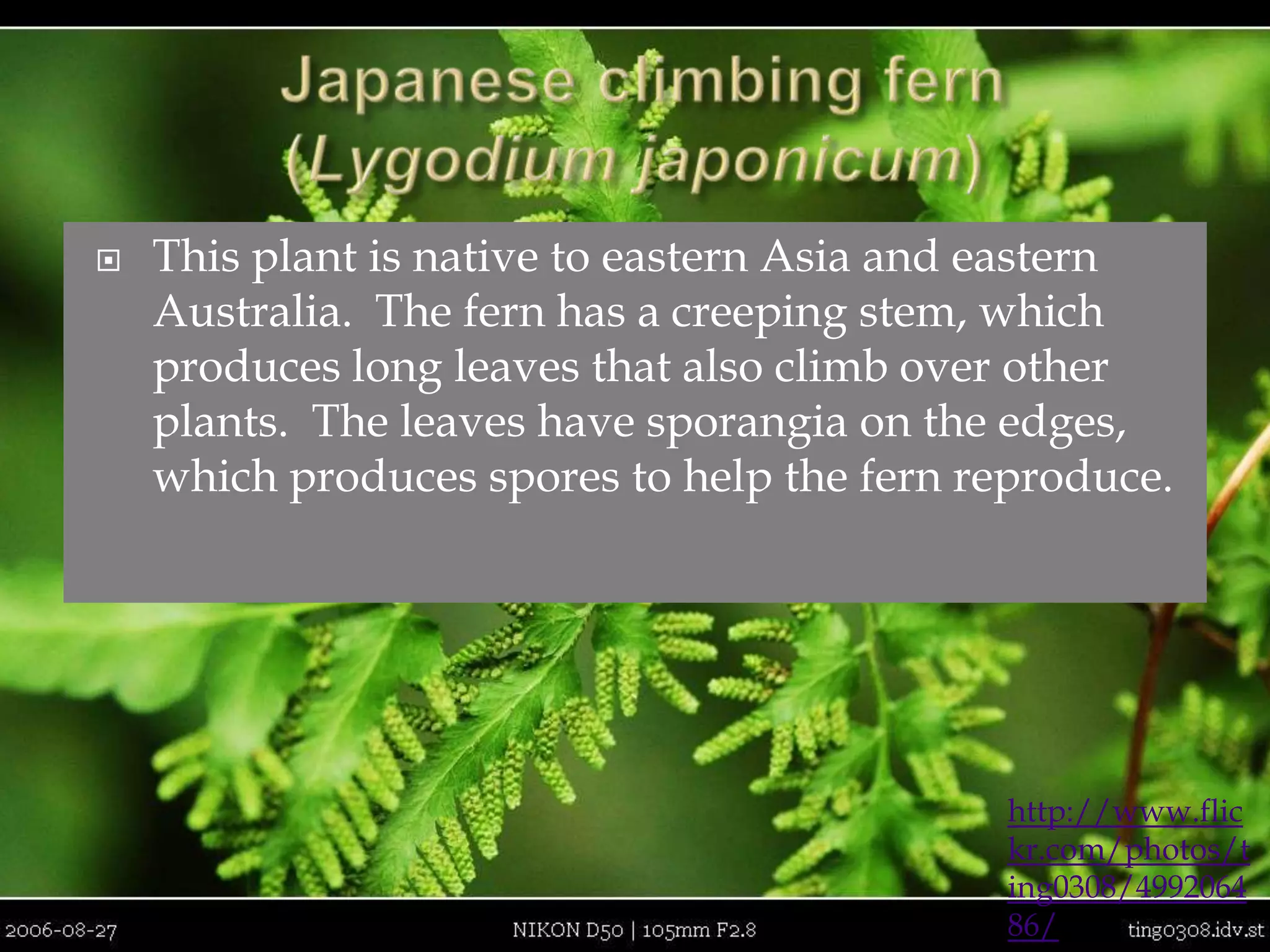 Examples of Plants | PPT