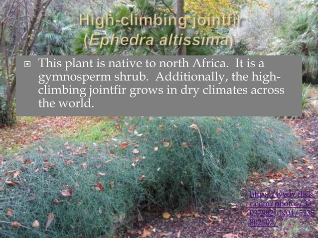 Examples of Plants | PPT