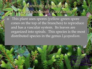 Examples of Plants | PPT