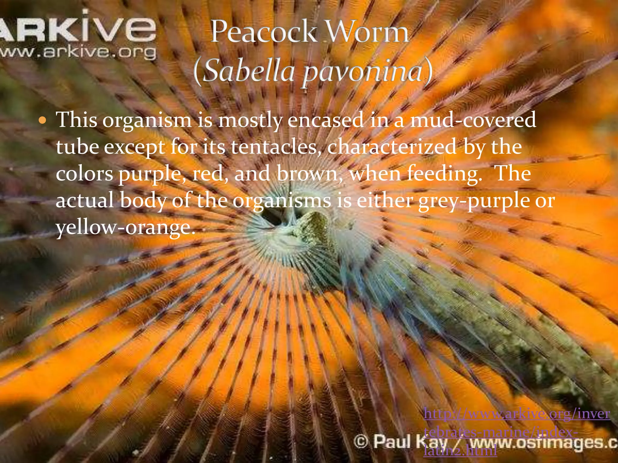 Examples of Invertebrates | PPTX | Biological Sciences | Science