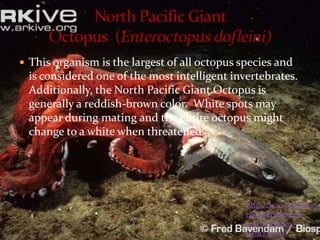 Examples of Invertebrates | PPTX | Biological Sciences | Science