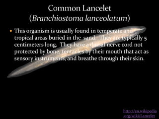 Examples of Invertebrates | PPTX | Biological Sciences | Science