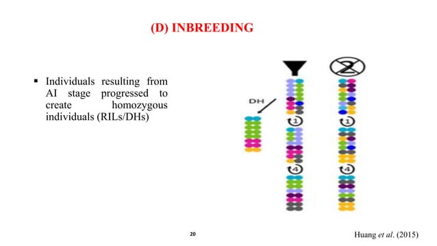 MAGIC POPULATION | PPTX | Genetics | Science