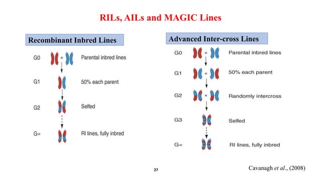 MAGIC POPULATION | PPTX | Genetics | Science