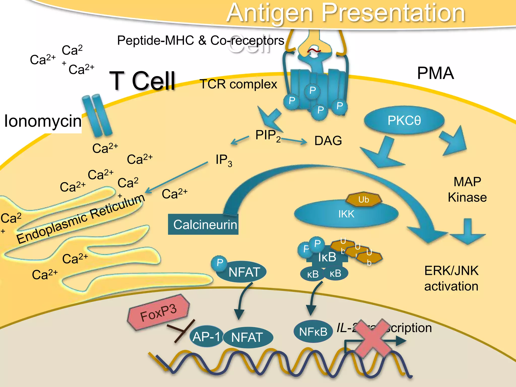 Apc tcell stimulation animation | PPT