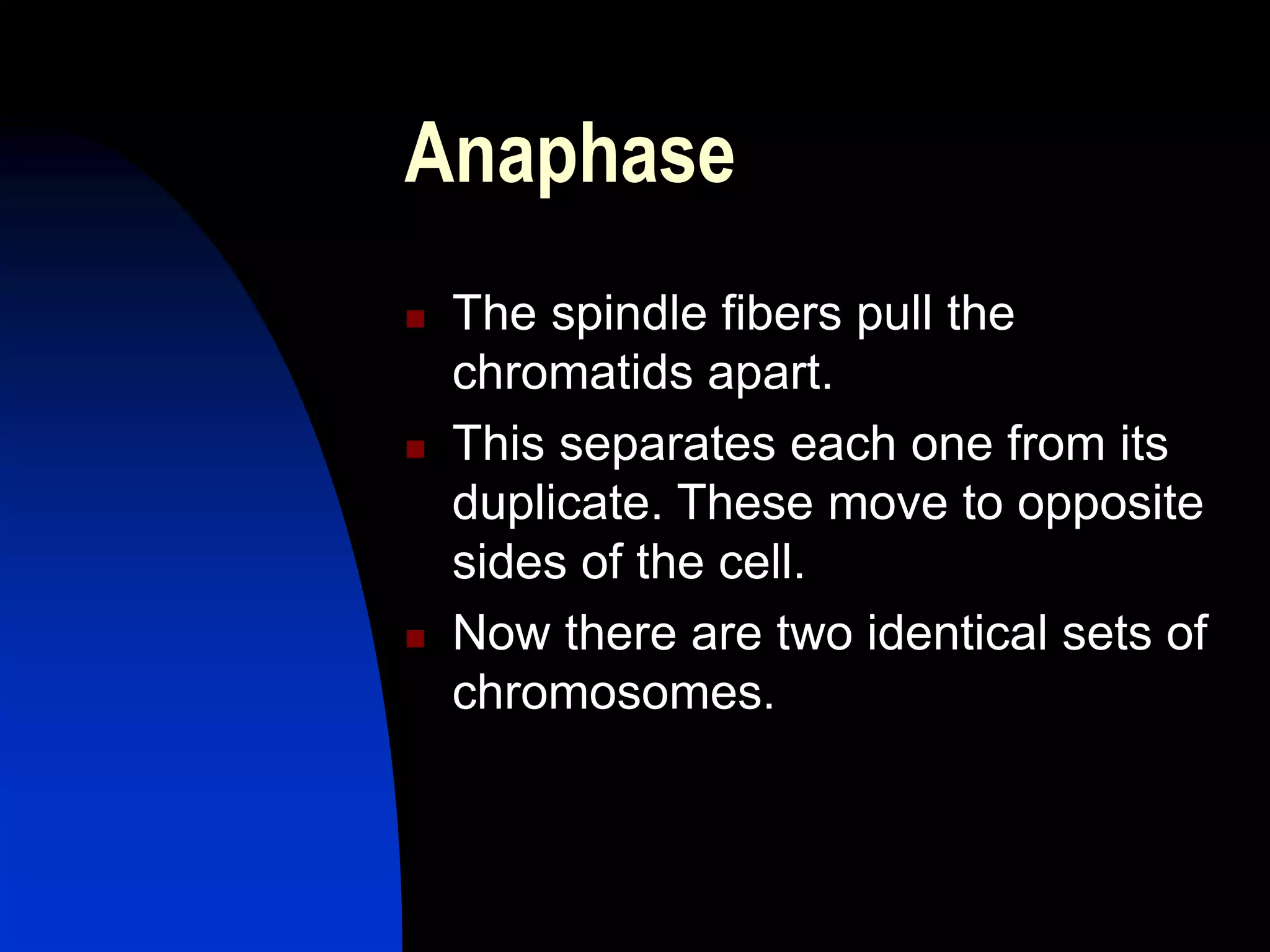 AP Cell Cycle-Mitosis and Meiosis.ppt