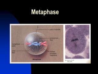 AP Cell Cycle-Mitosis and Meiosis.ppt