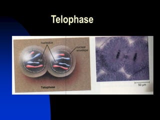 AP Cell Cycle-Mitosis and Meiosis.ppt