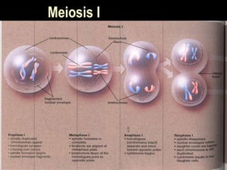 AP Cell Cycle-Mitosis and Meiosis.ppt