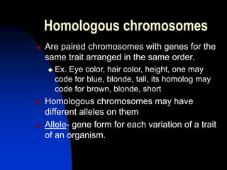 Mitosis and Meiosis.ppt