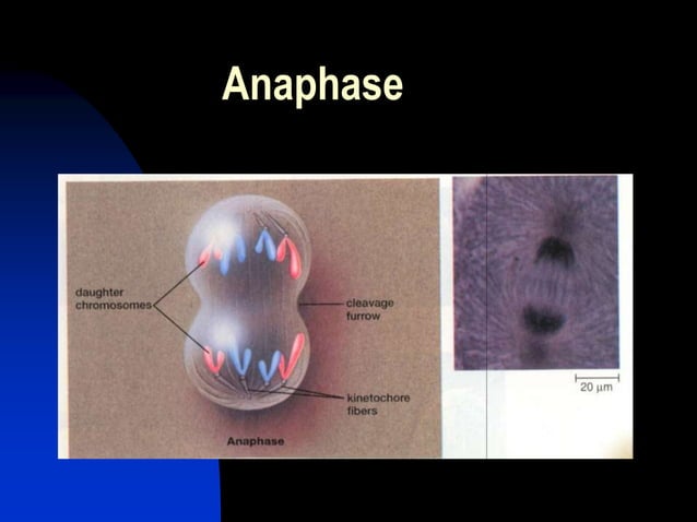 AP Cell Cycle-Mitosis and Meiosissss.ppt