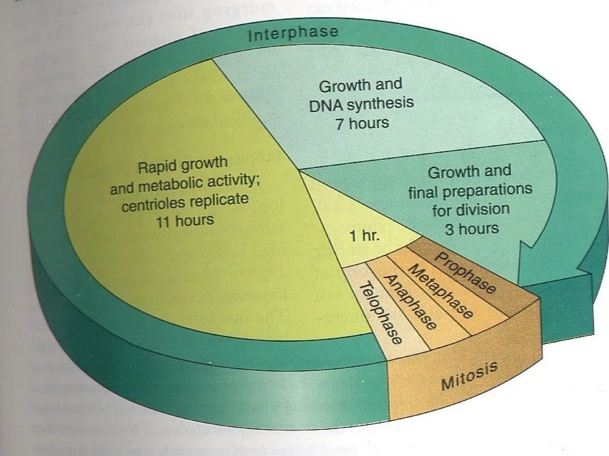 AP Cell Cycle-Mitosis and Meiosis.presentation | PPT
