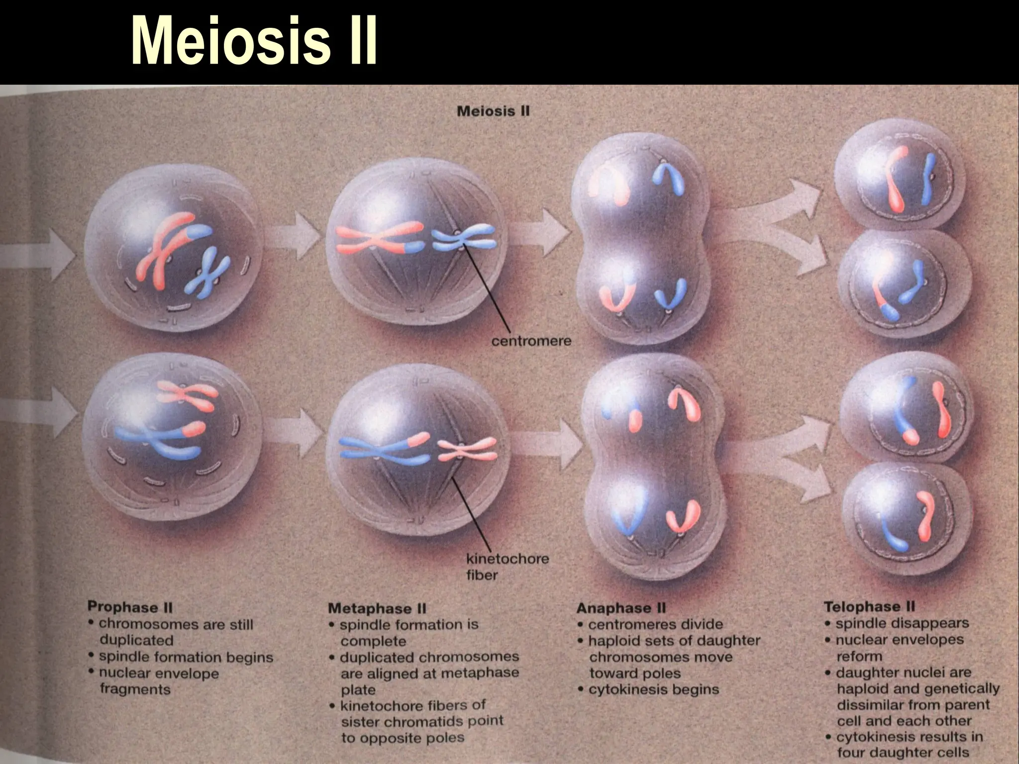 AP Cell Cycle-Mitosis and Meiosis.presentation | PPT