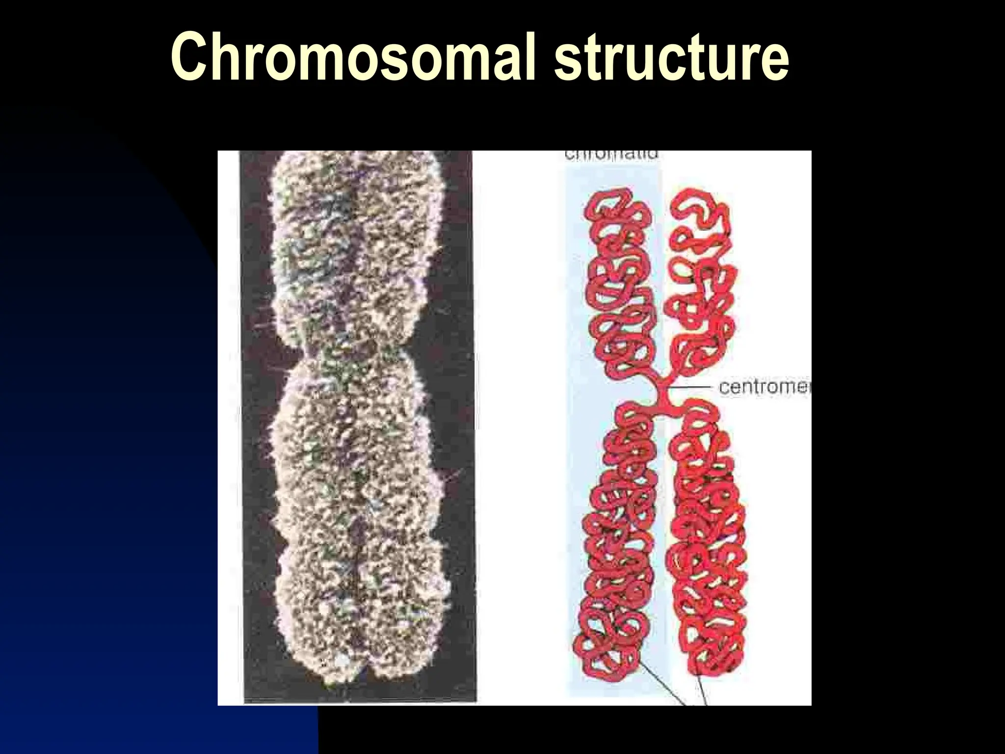 AP Cell Cycle-Mitosis and Meiosis.presentation | PPT