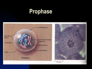AP Cell Cycle-Mitosis and Meiosis.presentation | PPT