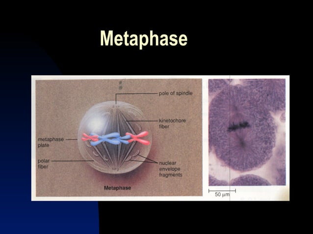 AP Cell Cycle-Mitosis and Meiosis.presentation | PPT