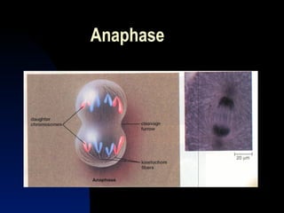 AP Cell Cycle-Mitosis and Meiosis.presentation | PPT