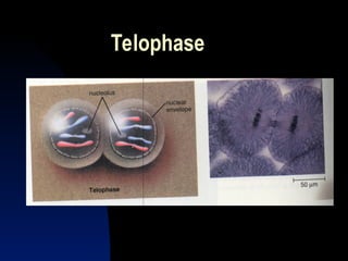 AP Cell Cycle-Mitosis and Meiosis.presentation | PPT