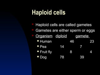 AP Cell Cycle-Mitosis and Meiosis.presentation | PPT